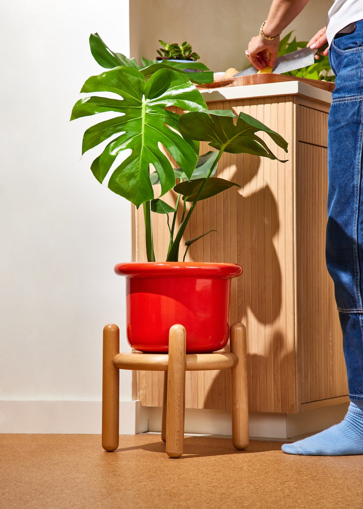 Planters – Hey Rooted