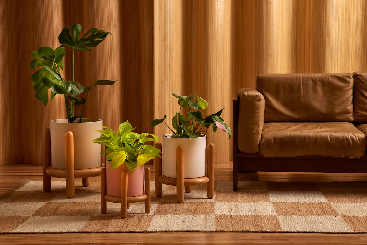 Small Mystery Plant – Hey Rooted