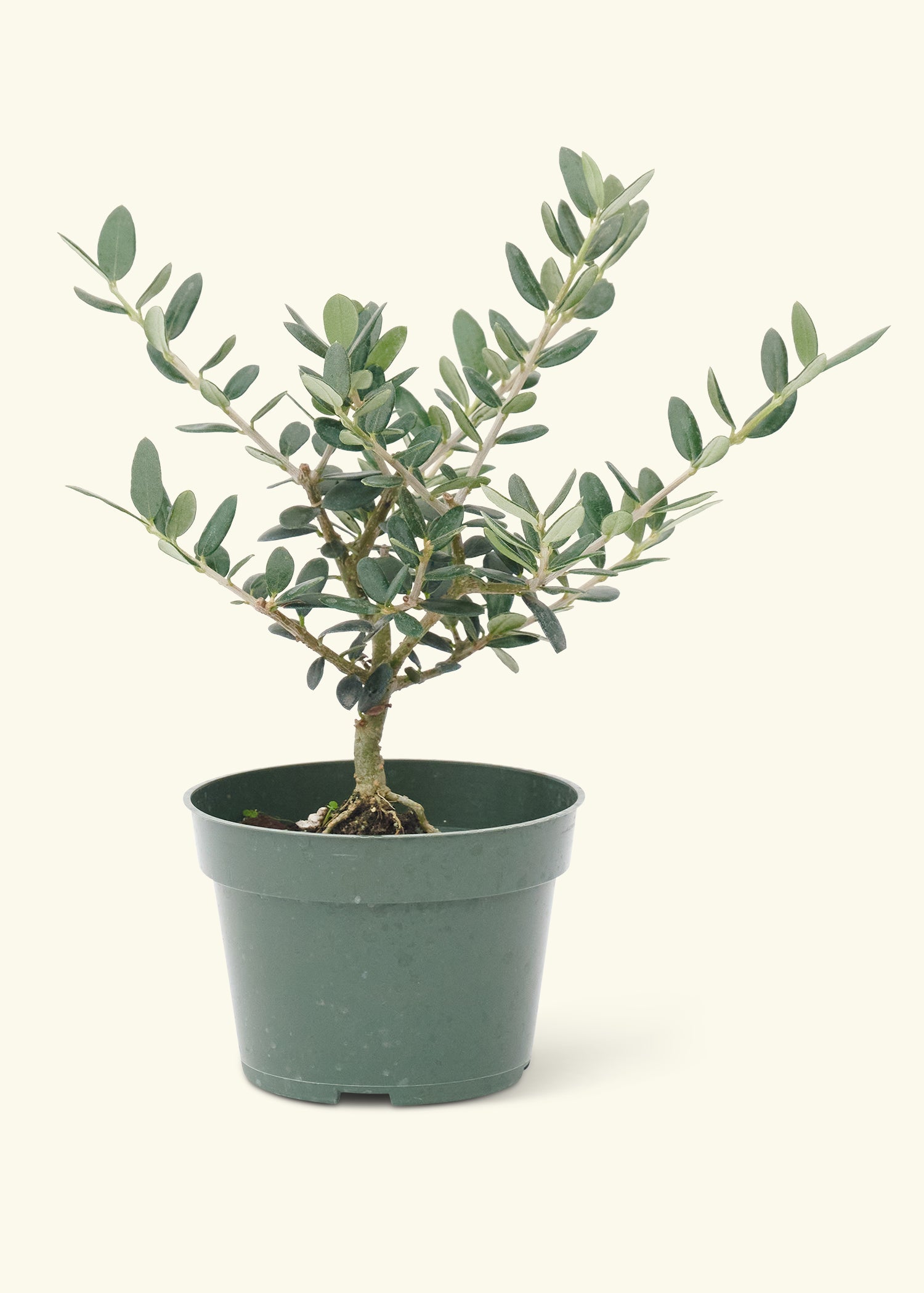 European Olive Tree, Small – Hey Rooted
