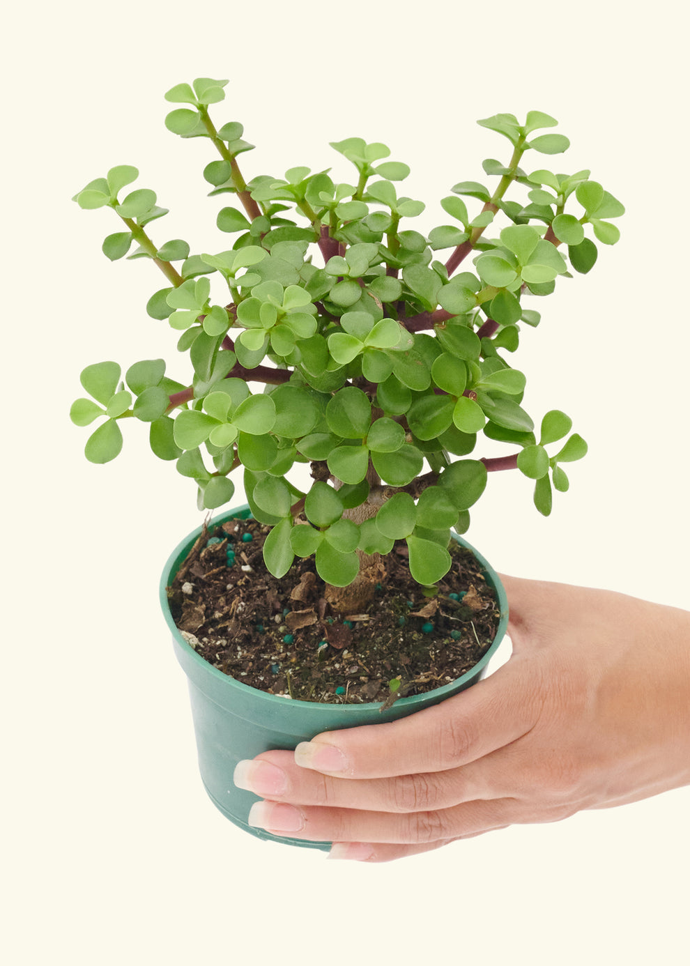 Mini Jade, Small – Hey Rooted