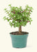 Mini Jade, Small – Hey Rooted