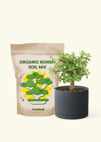 Mini Jade, Small – Hey Rooted