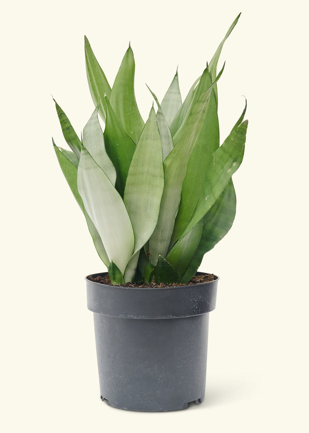 Large Moonshine Snake Plant (Sansevieria trifasciata 'Moonshine') – Hey Rooted