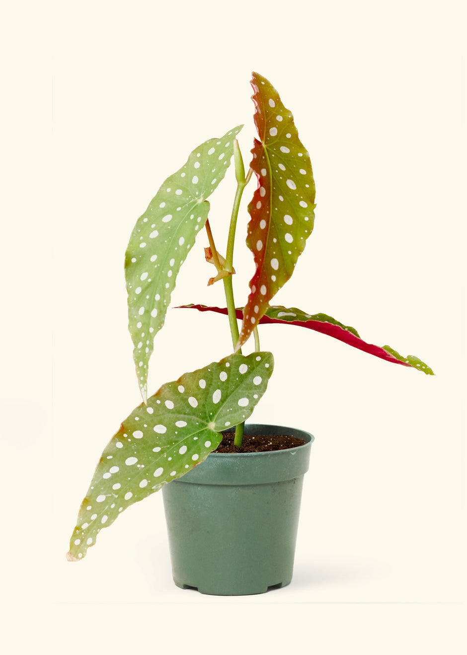 All Plants – Hey Rooted