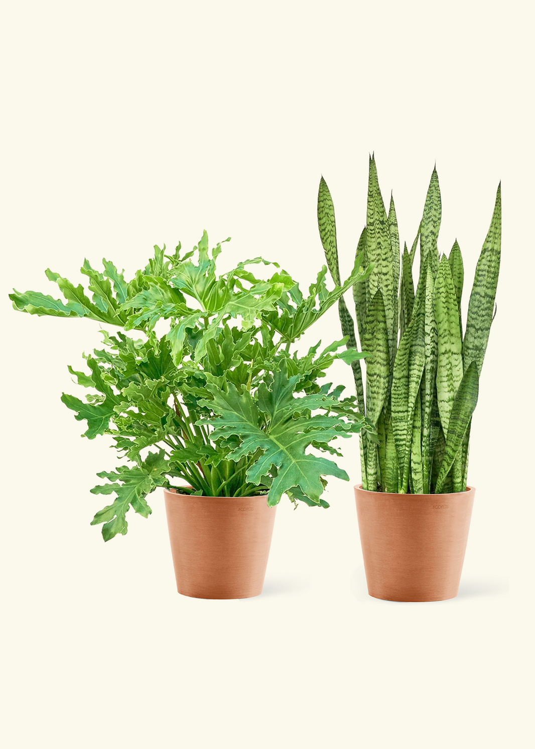 Assorted Plant Bundles – Rooted