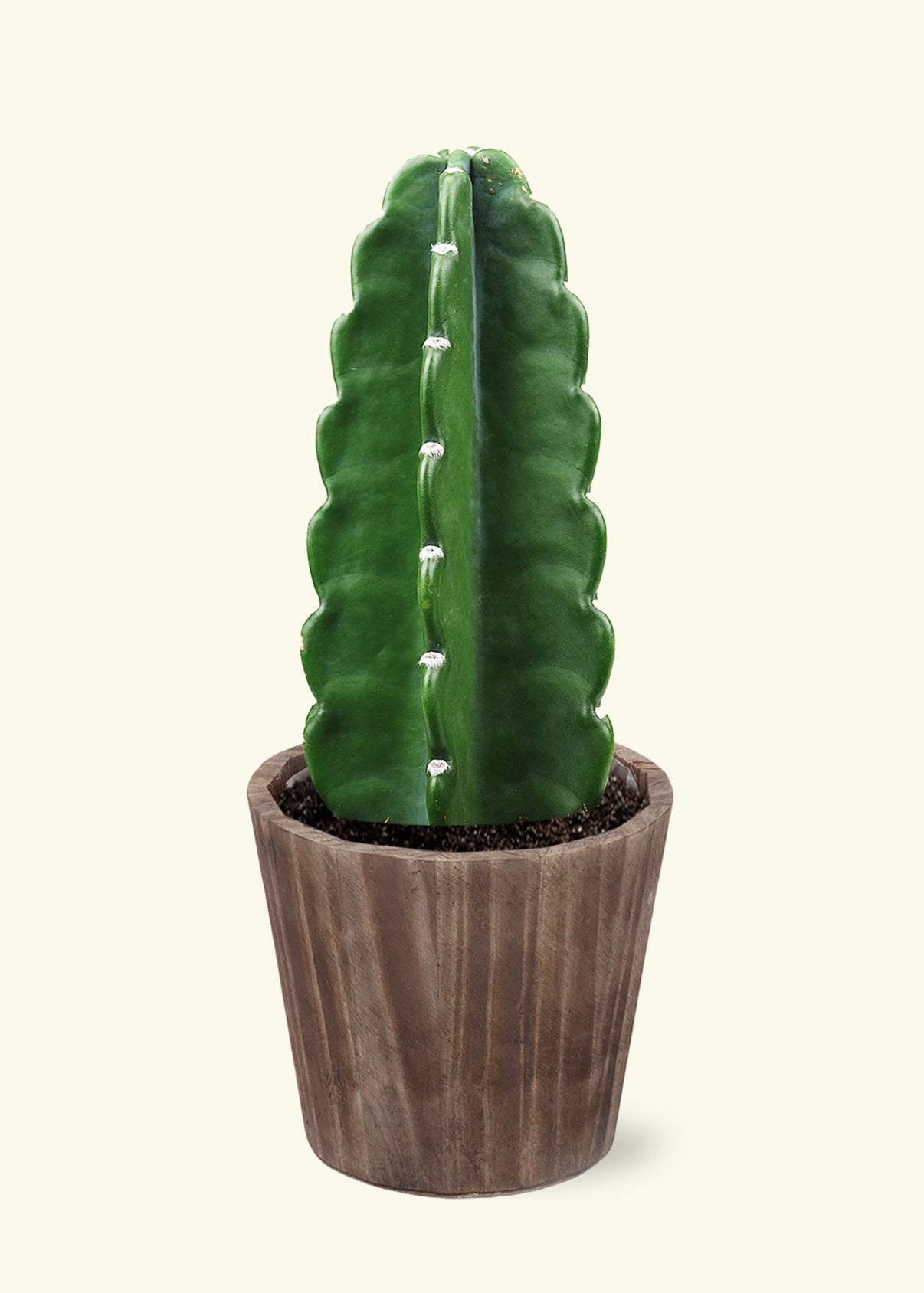 Cuddly Cactus (Cereus jamacaru) – Rooted