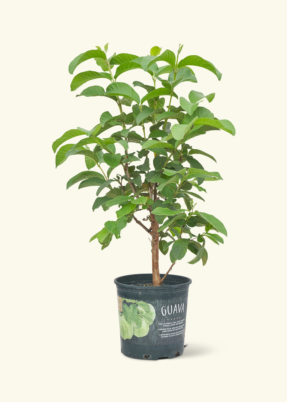 Guava Tree, Large – Hey Rooted