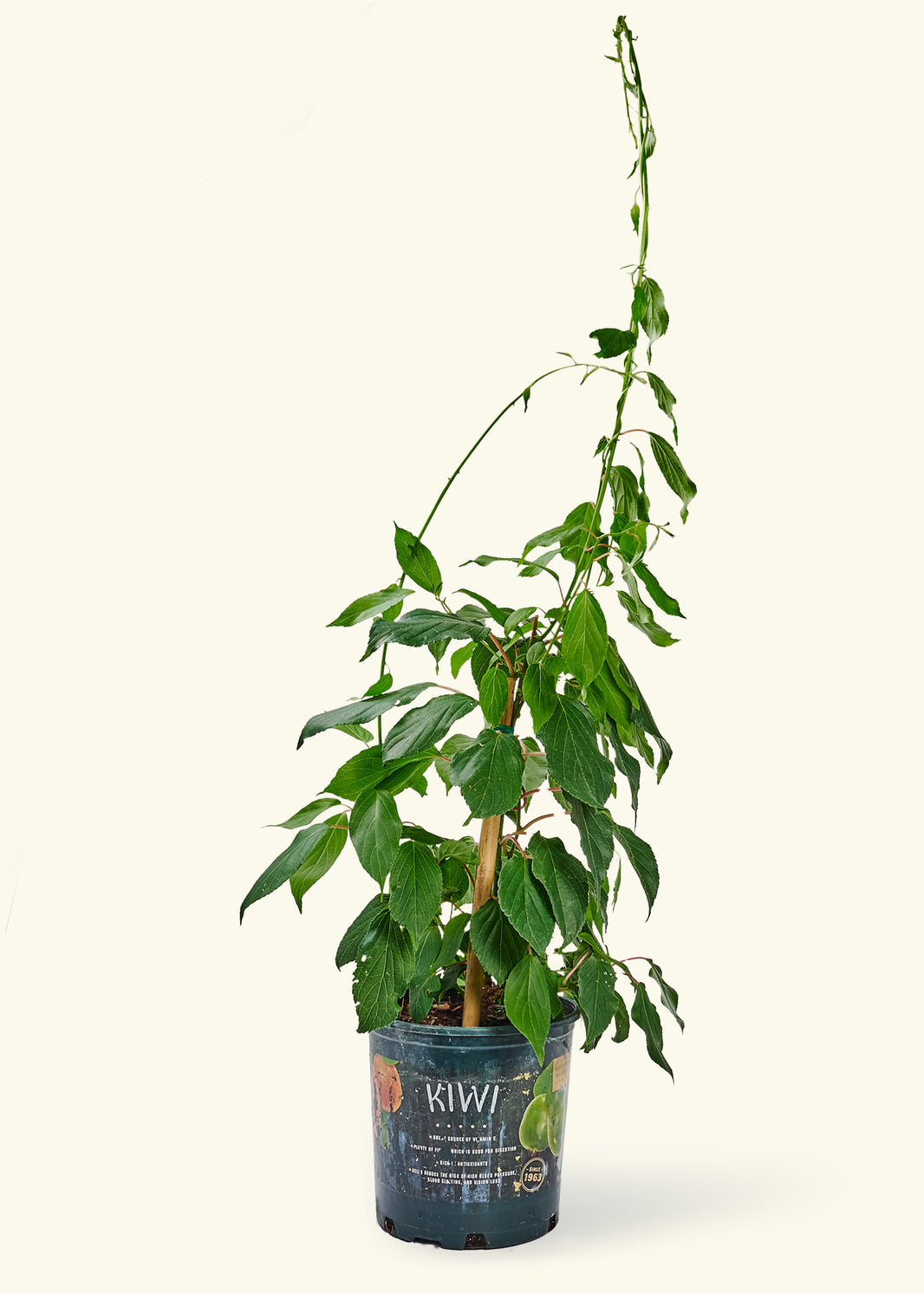 Online Plant Subscription and Delivery I Rooted