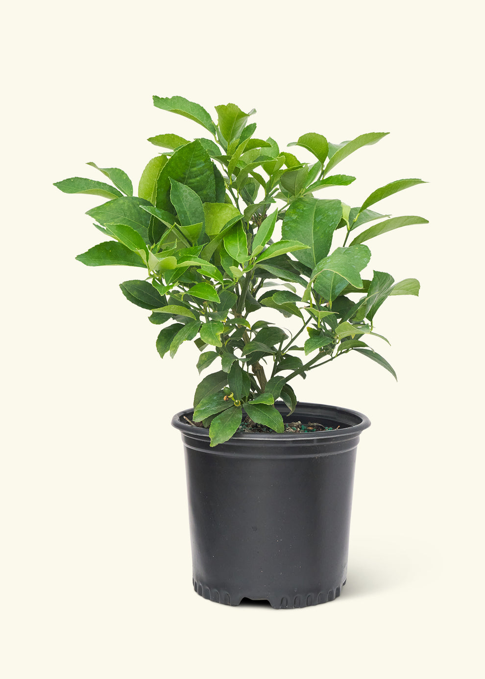 Meyer Lemon Tree, Large – Hey Rooted