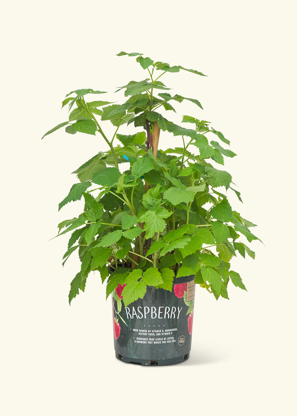 Raspberry Bush, Large – Hey Rooted