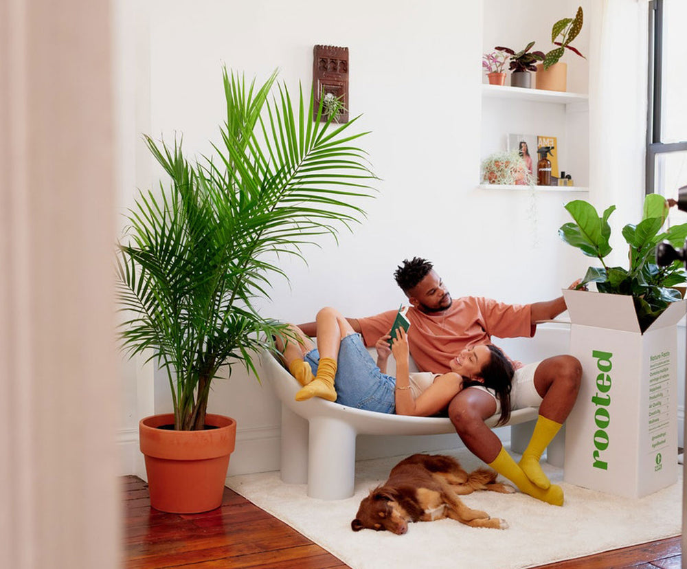 All Plants – Hey Rooted