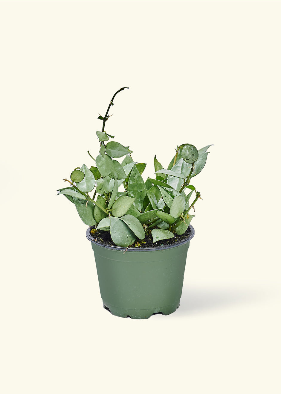 New Arrivals – Hey Rooted