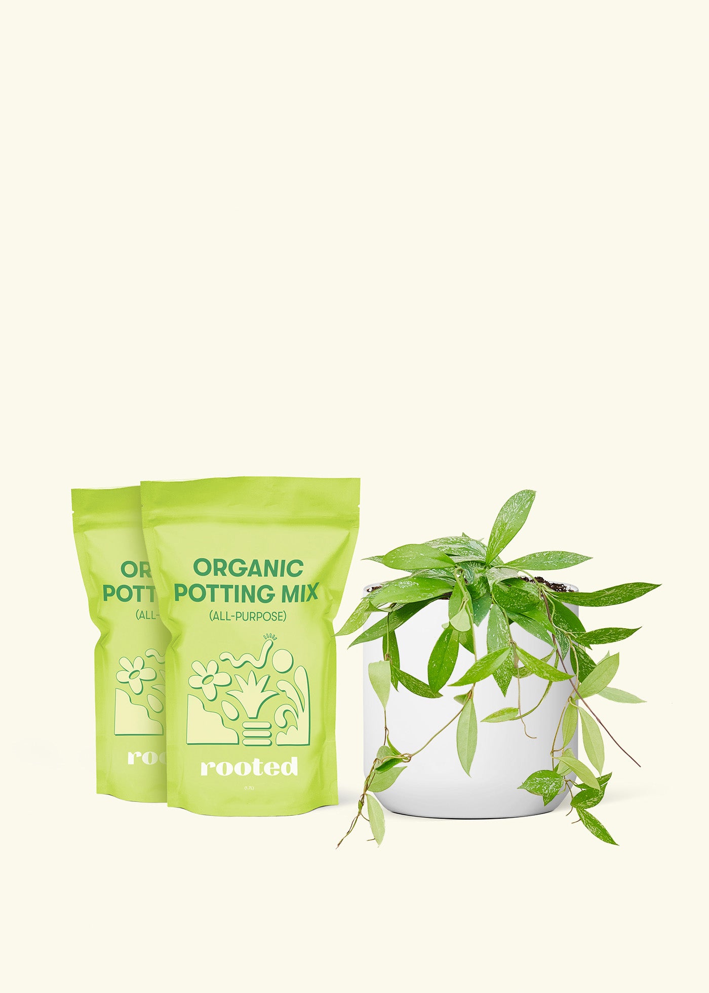 Medium Hoya 'Silver Splash' (Hoya pubicalyx) – Rooted