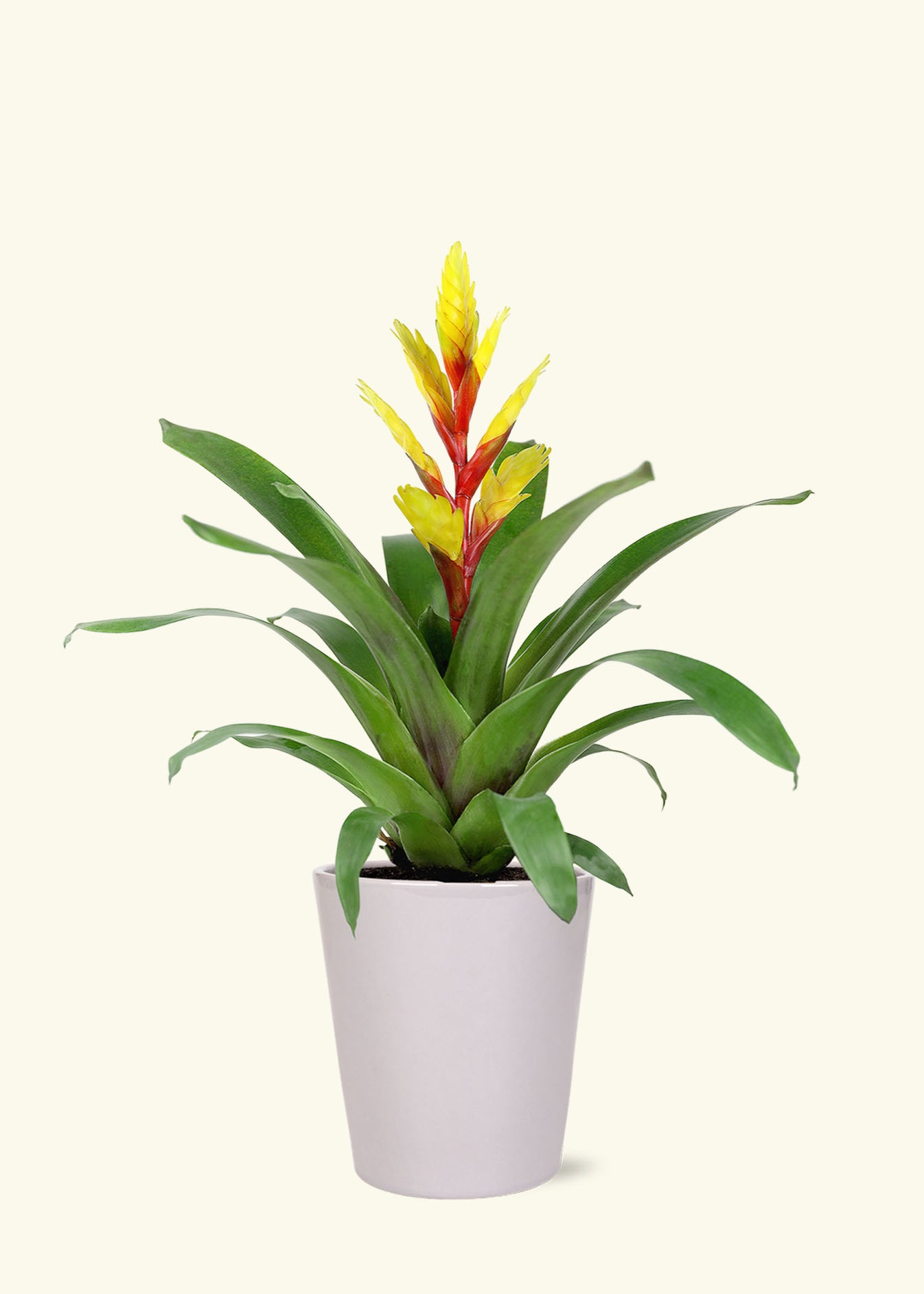 Yellow Bromeliad (Vriesea bromeliad) – Rooted