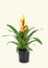 Yellow Bromeliad (Vriesea bromeliad) – Rooted
