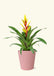 Yellow Bromeliad (Vriesea bromeliad) – Rooted