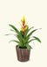 Yellow Bromeliad (Vriesea bromeliad) – Rooted