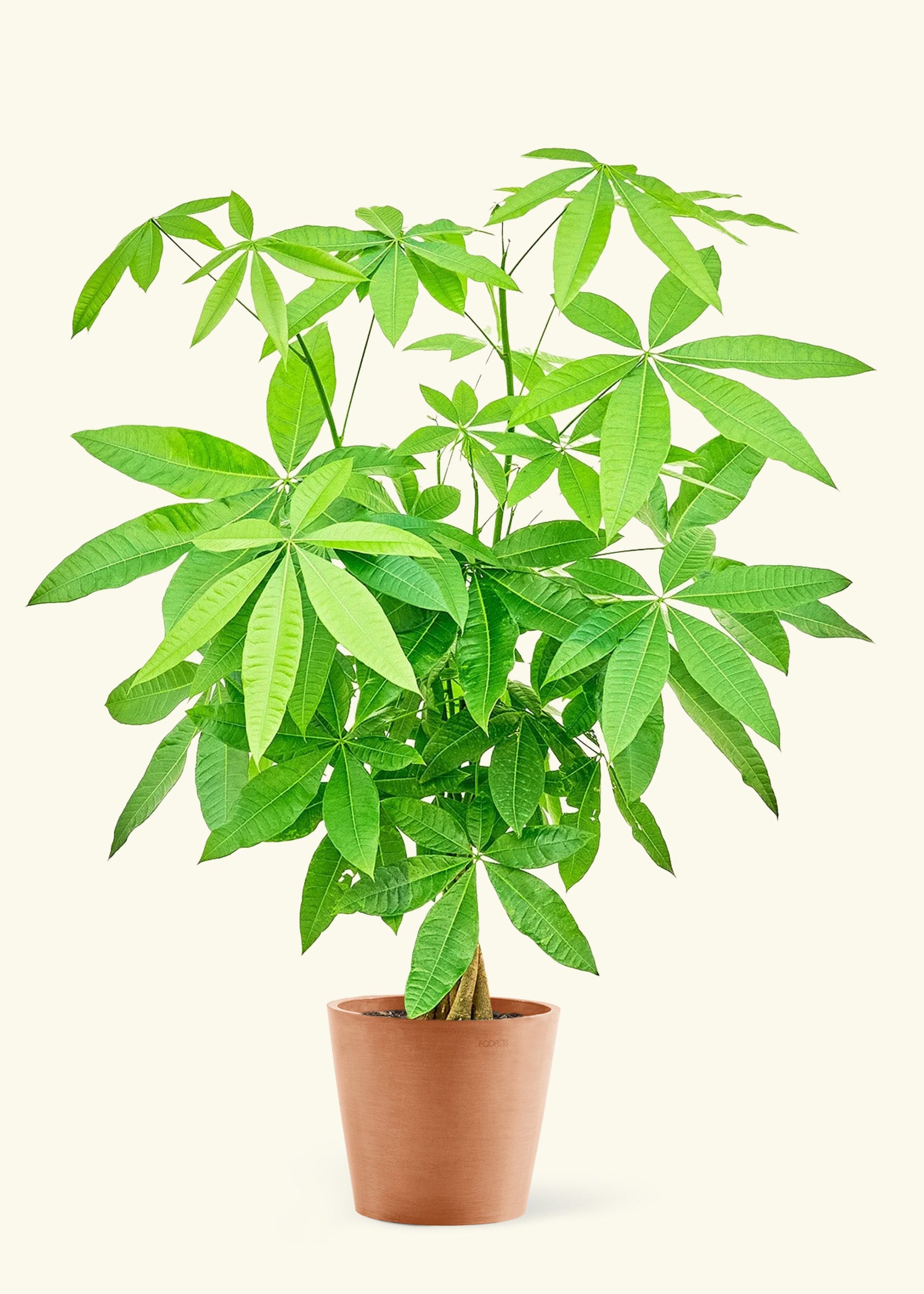 What s a Money Tree Asian Lifestyle Design