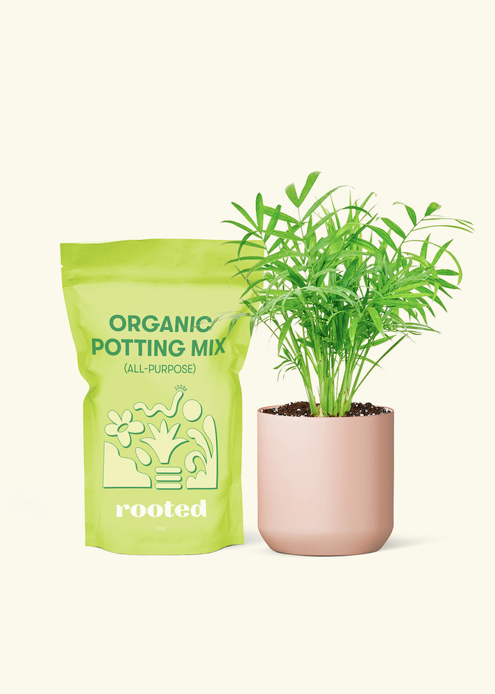 Small Parlor Palm (Chamaedorea elegans) – Rooted