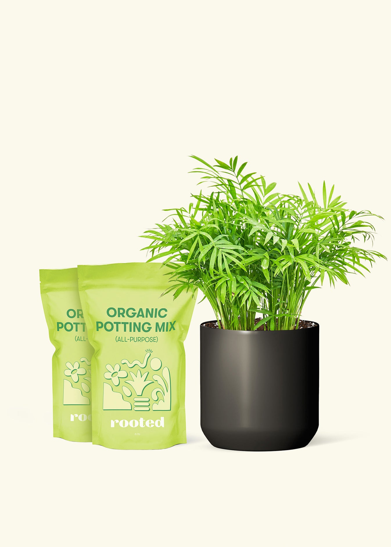 Medium Parlor Palm (Chamaedorea elegans) – Rooted