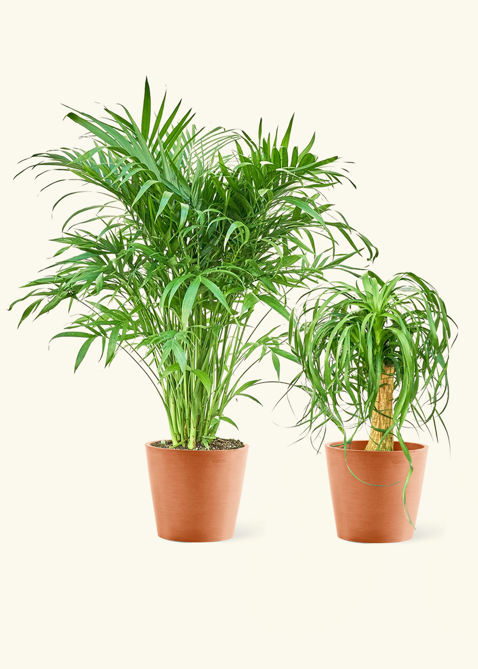 Assorted Plant Bundles – Hey Rooted