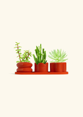 Baby Succulent Trio – Hey Rooted