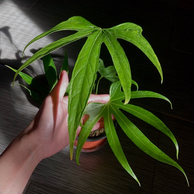 All Plants – Hey Rooted