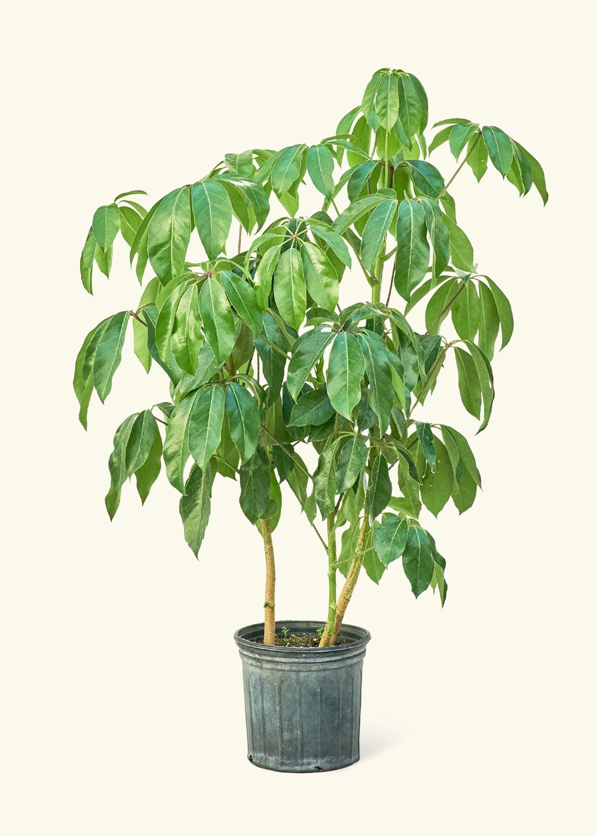 Australian Umbrella Tree (Schefflera amate) – Hey Rooted
