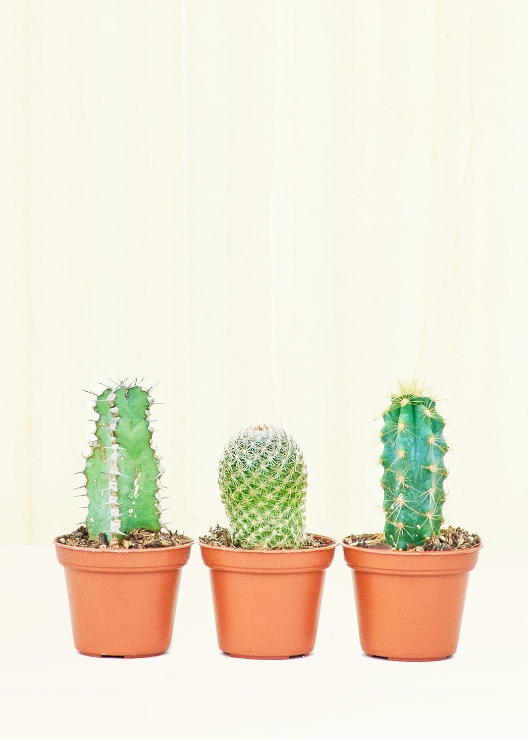 Assorted Plant Bundles – Hey Rooted