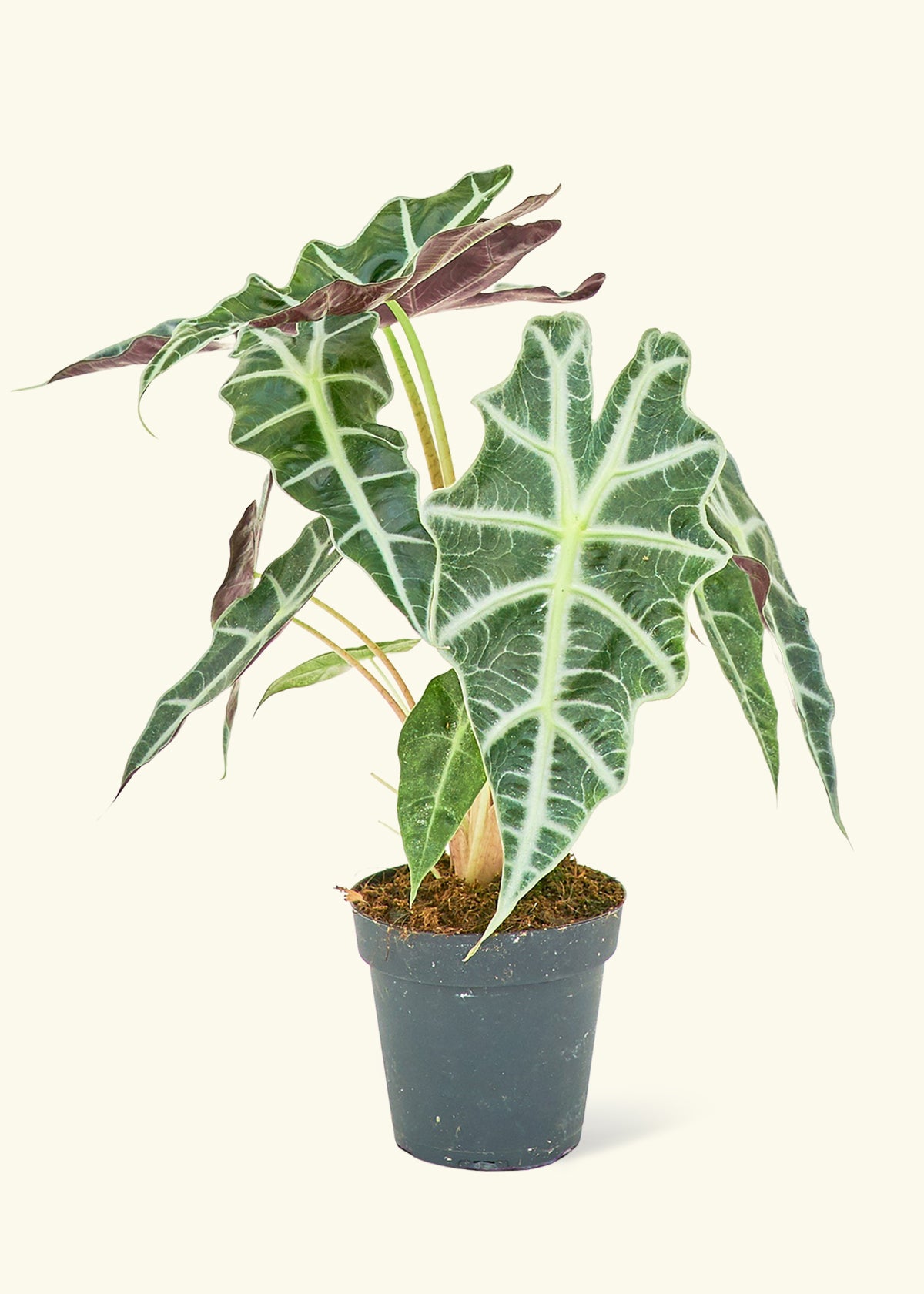 Alocasia 'Polly' – Hey Rooted