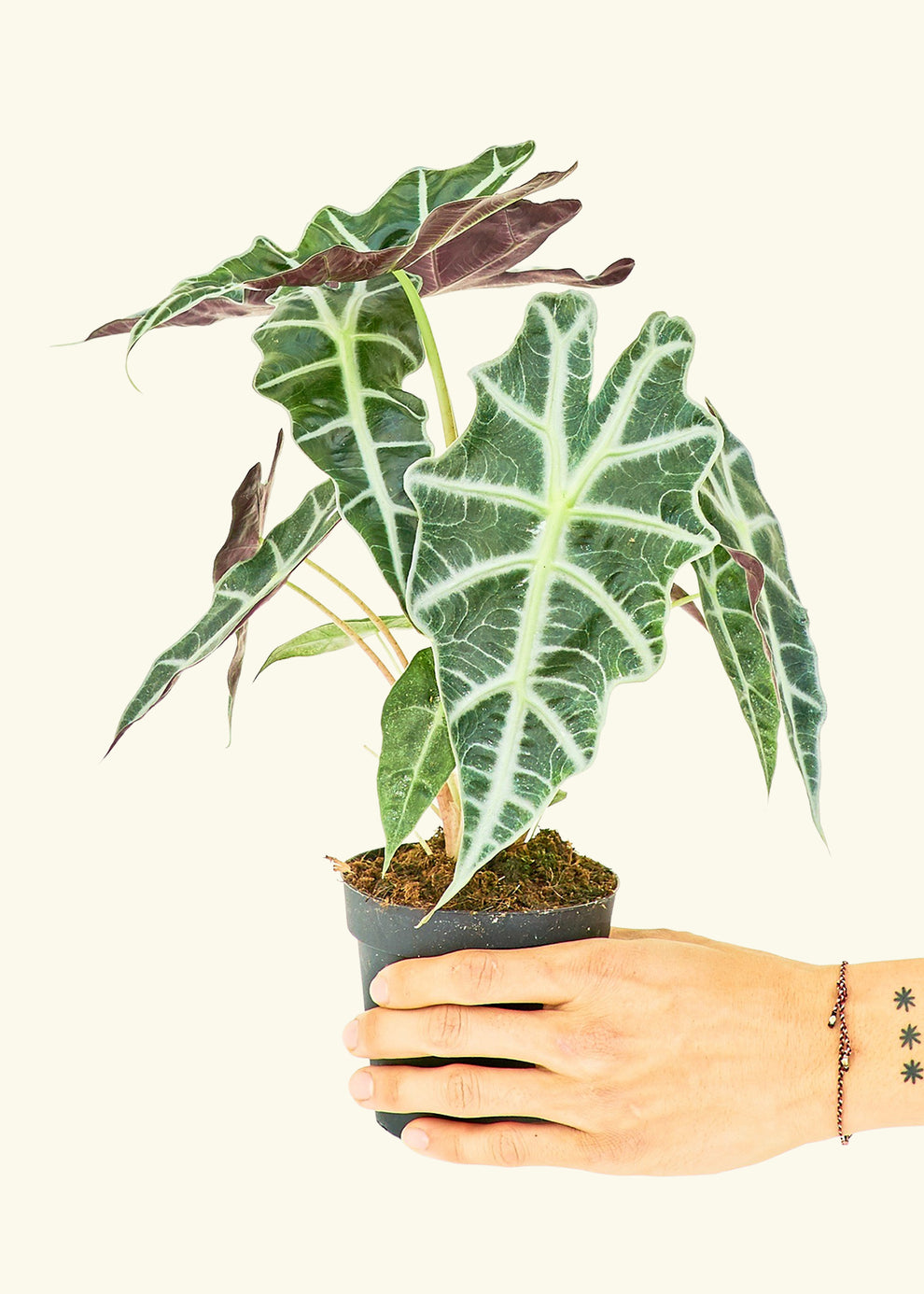 Alocasia 'Polly' – Hey Rooted