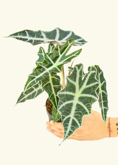 Alocasia Polly – Hey Rooted