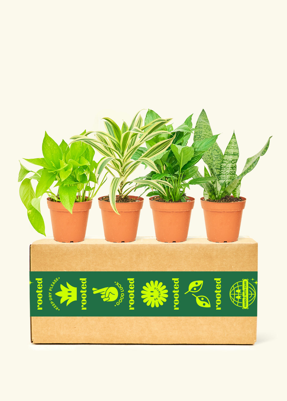 Assorted Plant Bundles – Hey Rooted