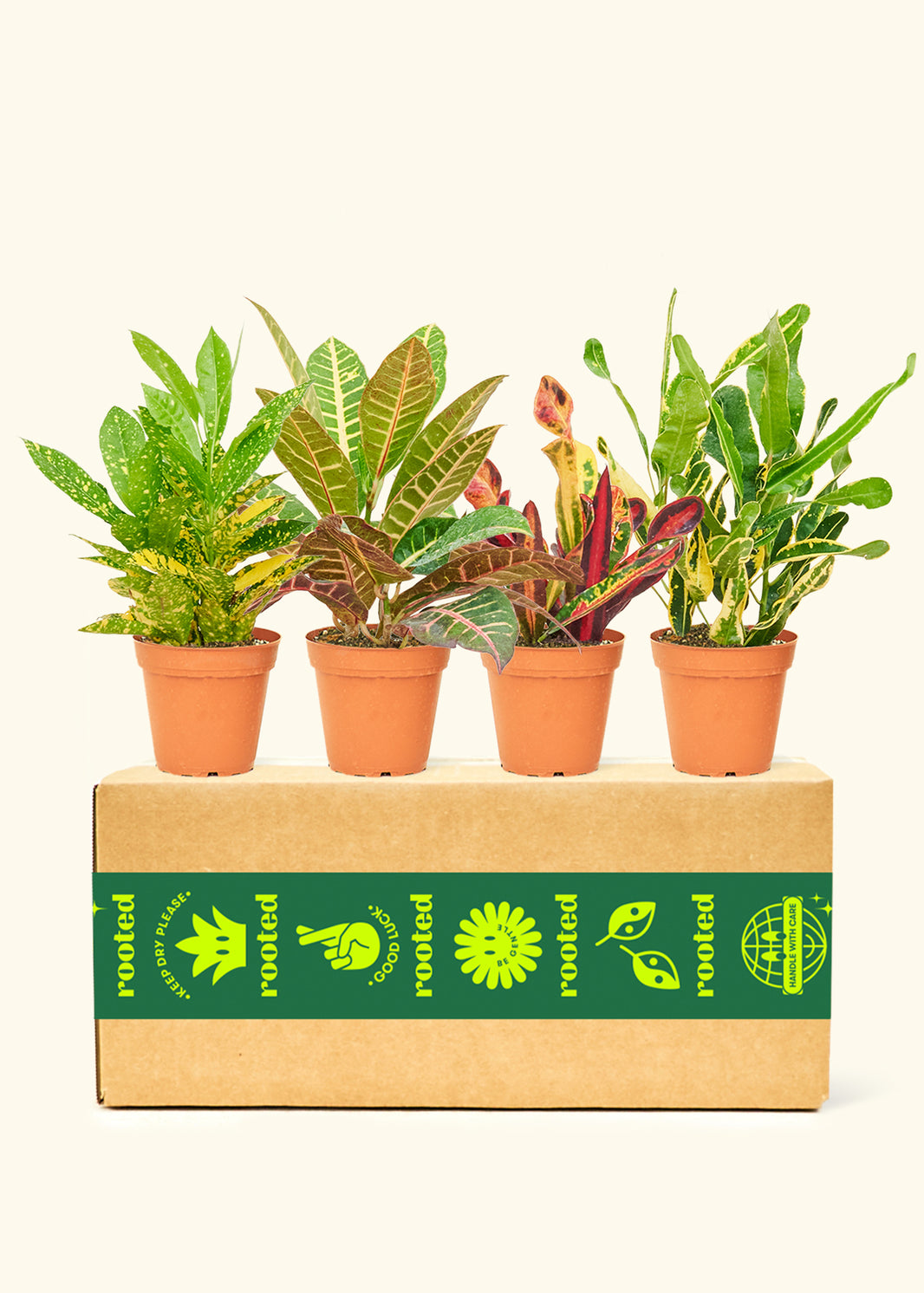 Assorted Plant Bundles – Rooted