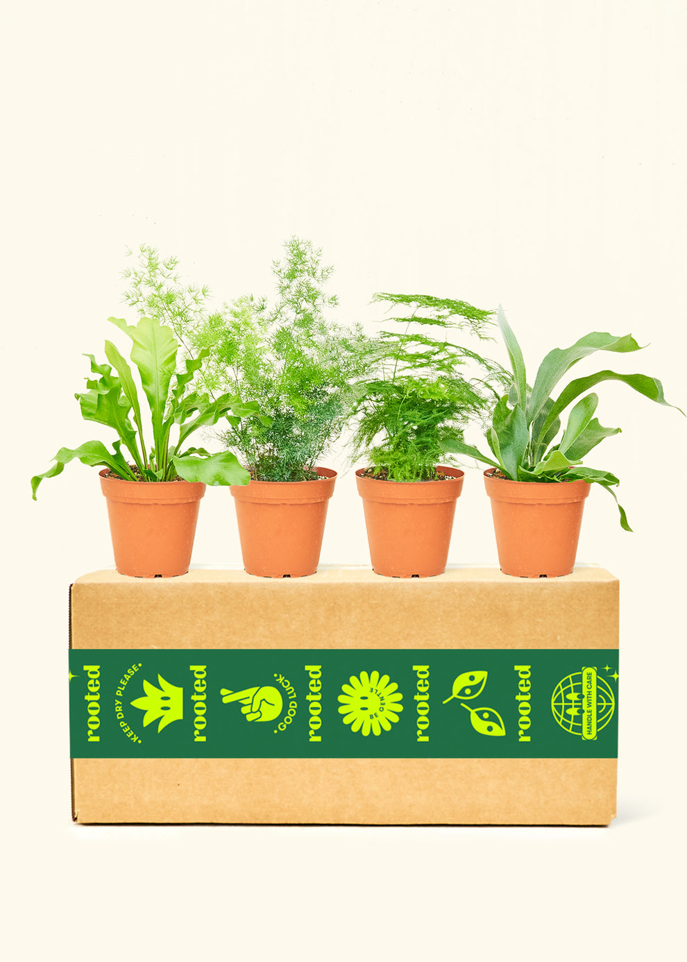 Assorted Fern Box – Hey Rooted