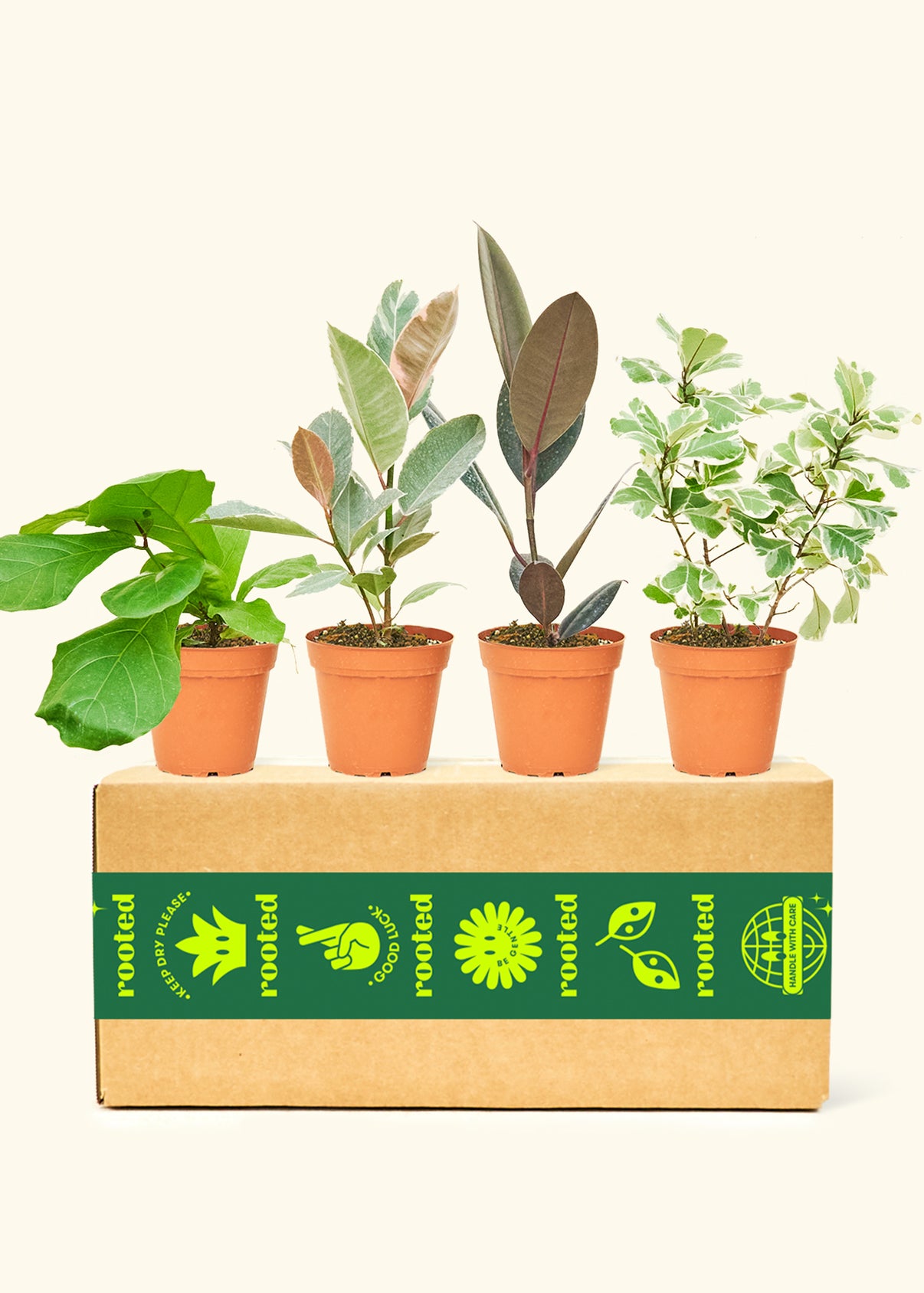 Assorted Ficus Box – Hey Rooted