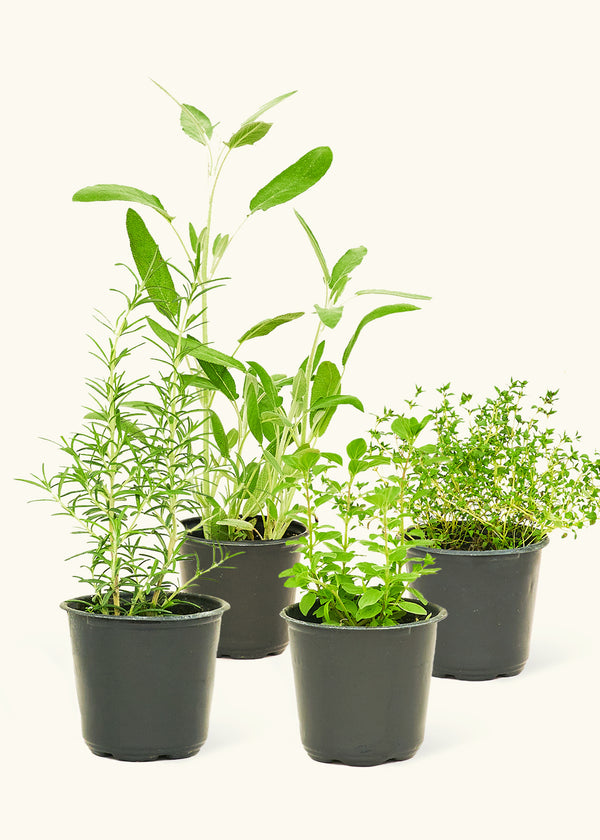 Kitchen Essentials Herb Kit (Rosemary, Sage, Thyme, Oregano) – Hey Rooted