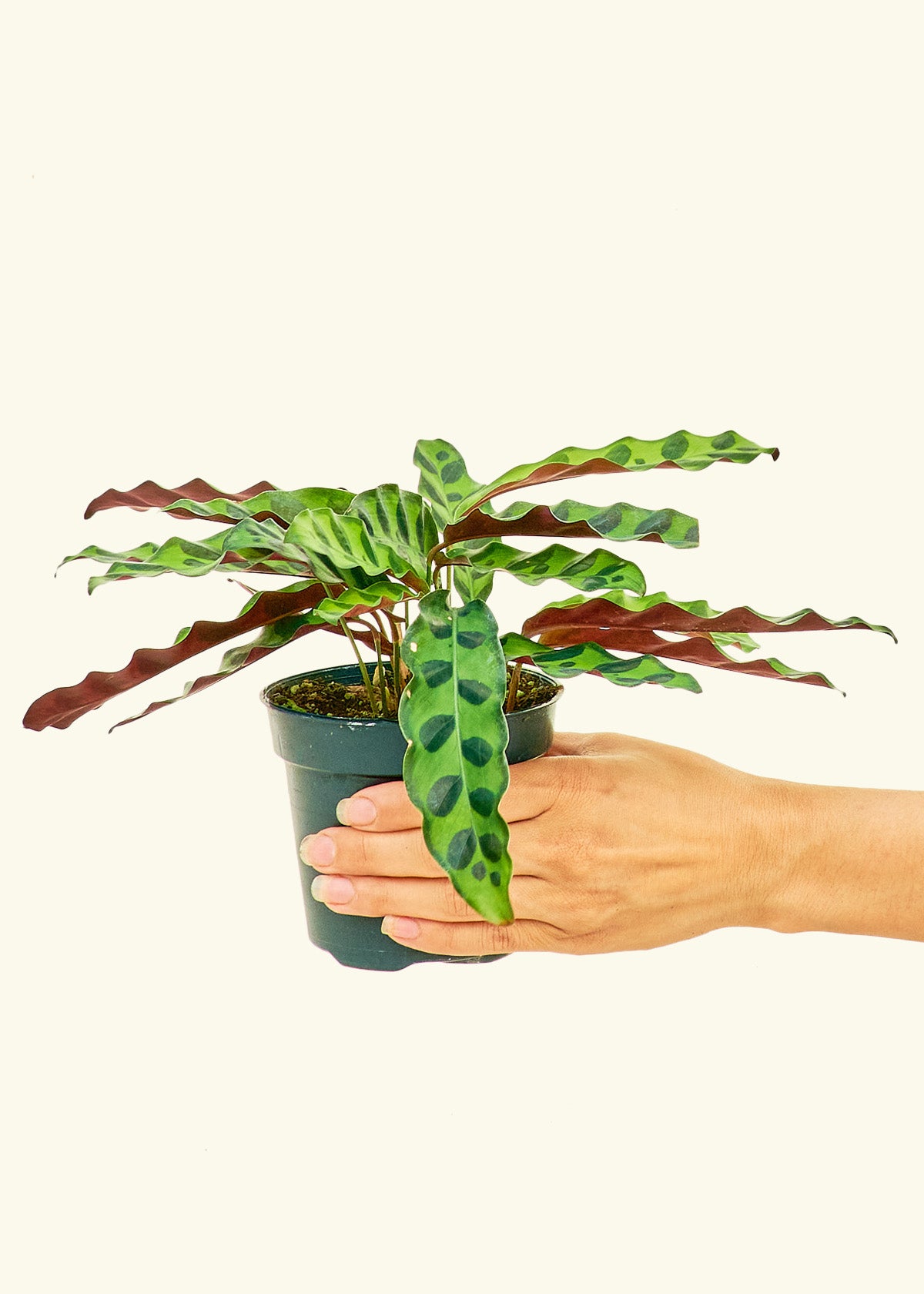 Best Sellers – Hey Rooted