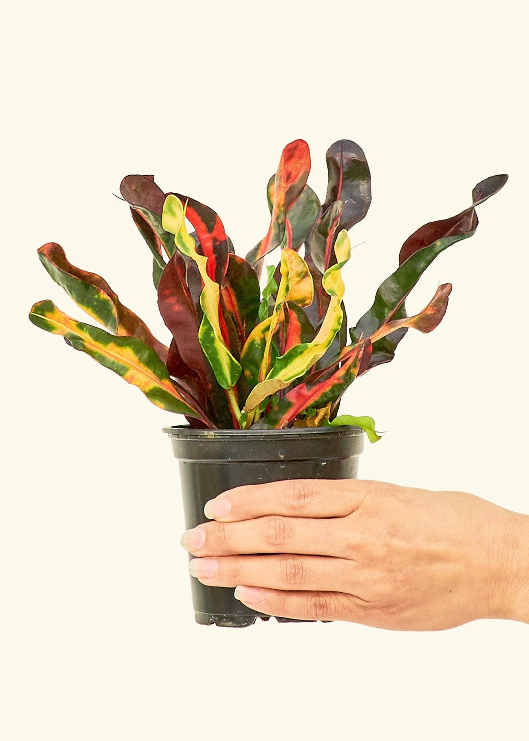 Best Selling Plants – Rooted