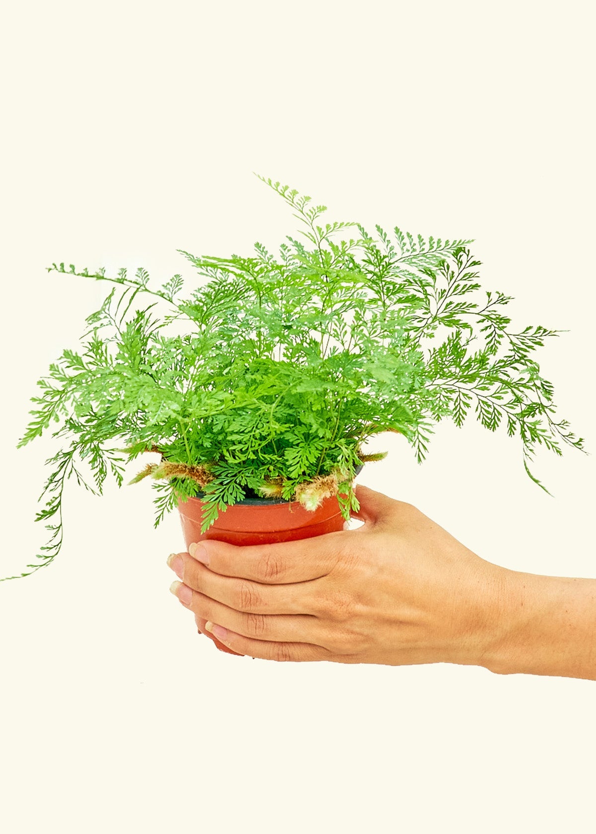 Rabbit Foot Fern – Hey Rooted