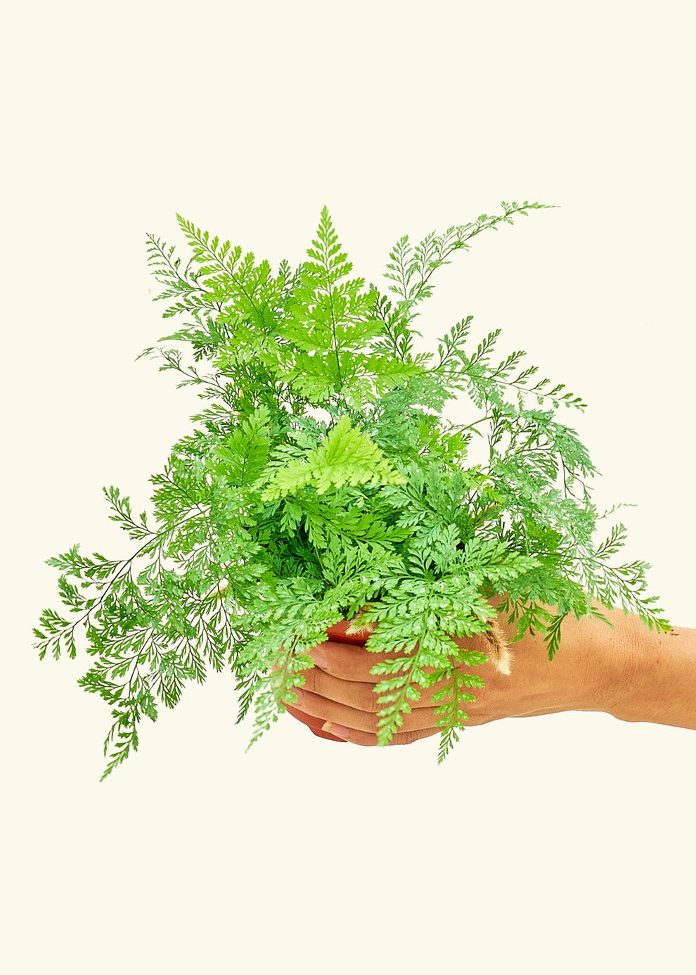 Rabbit Foot Fern – Hey Rooted