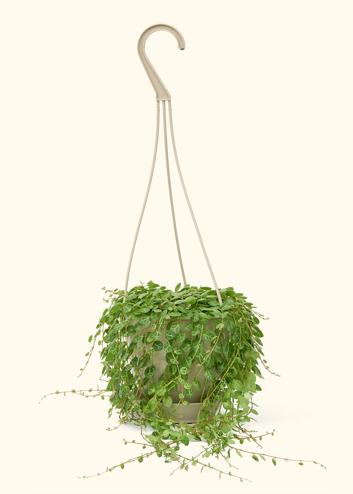 Medium String of Turtles (Peperomia prostrata) – Hey Rooted