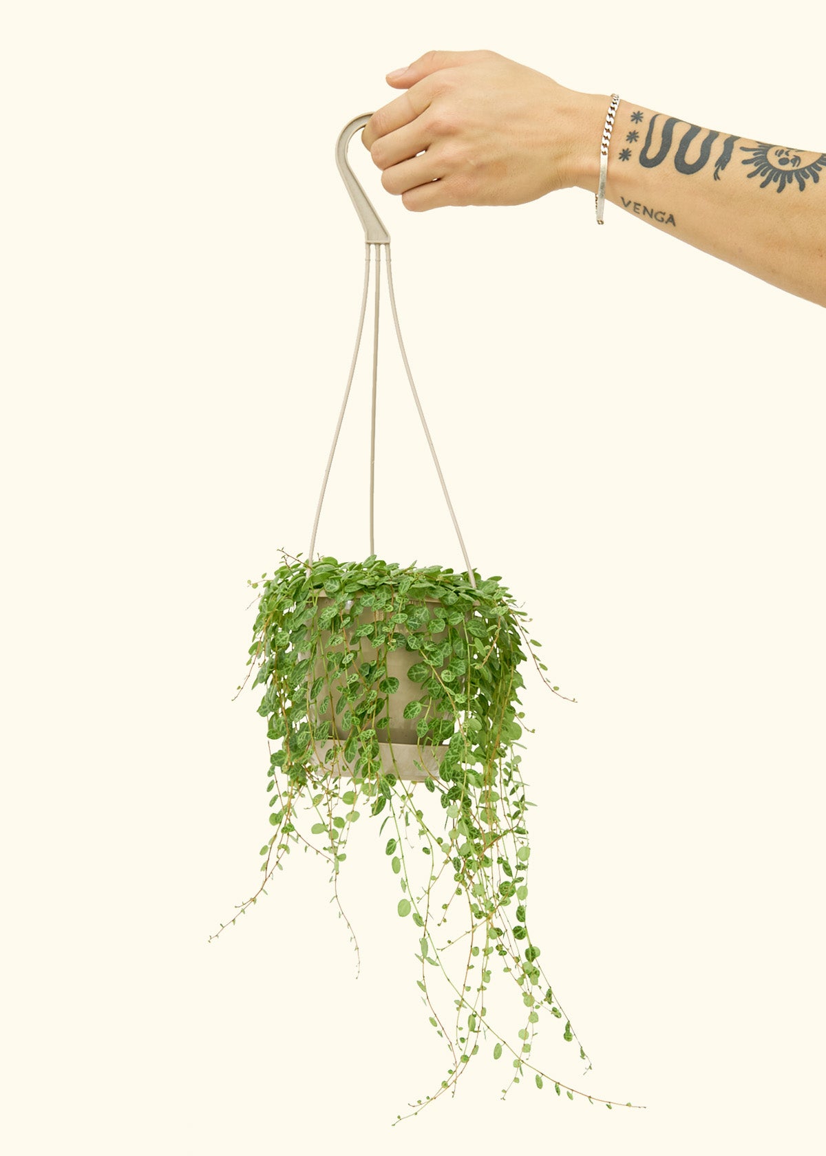Medium String of Turtles (Peperomia prostrata) – Hey Rooted