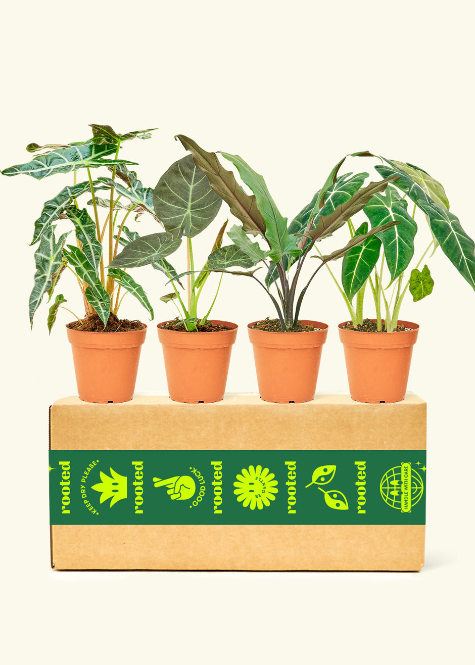 Assorted Plant Bundles – Hey Rooted