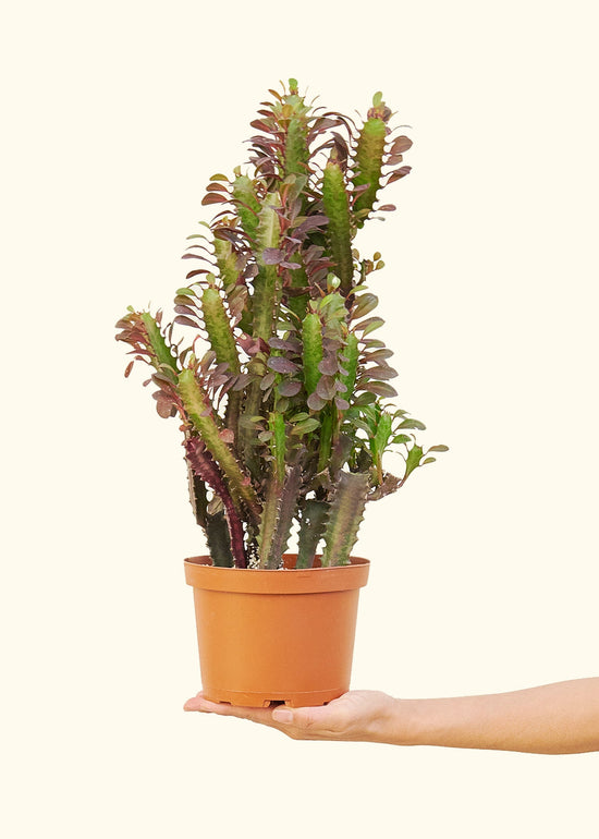 Medium African Milk Tree (Euphorbia trigona 'rubra') – Rooted