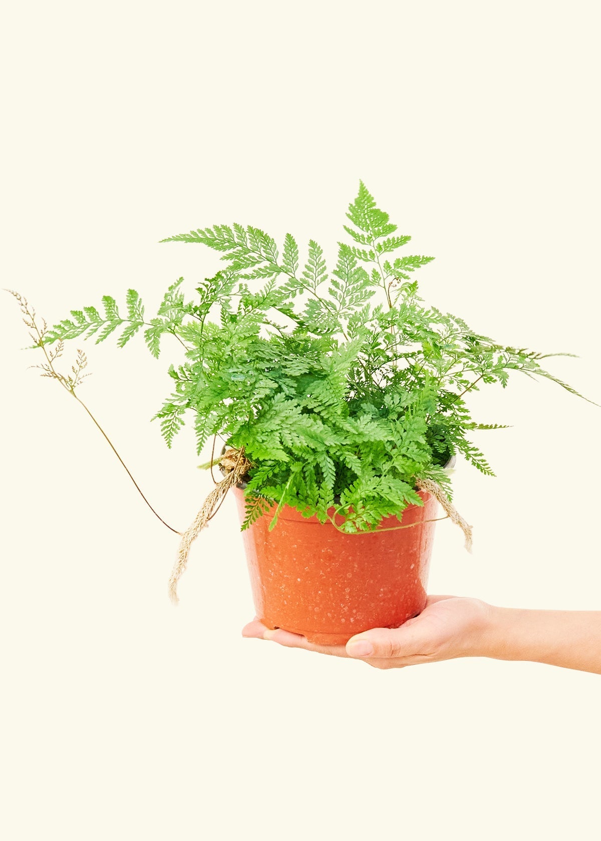 Rabbit Foot Fern – Hey Rooted