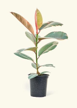 Medium Ruby Rubber Tree (Ficus elastica 'Ruby') – Rooted