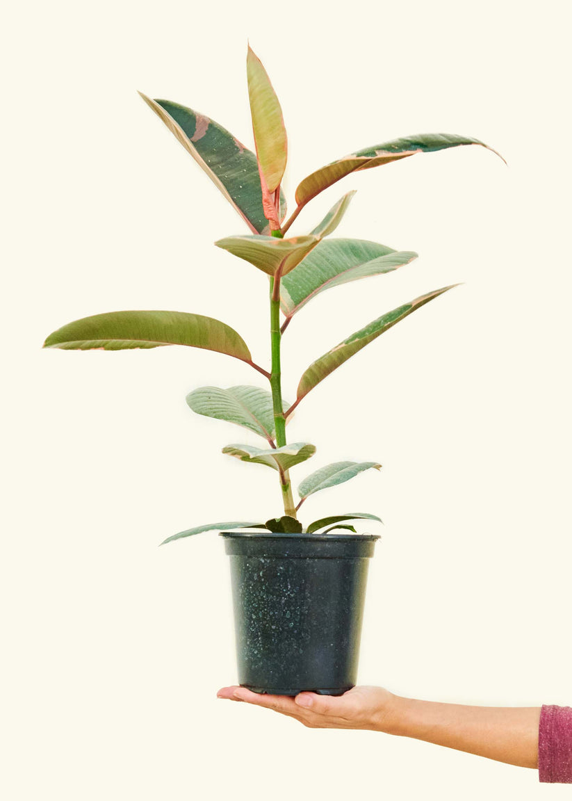 Medium Ruby Rubber Tree (Ficus elastica 'Ruby') – Hey Rooted