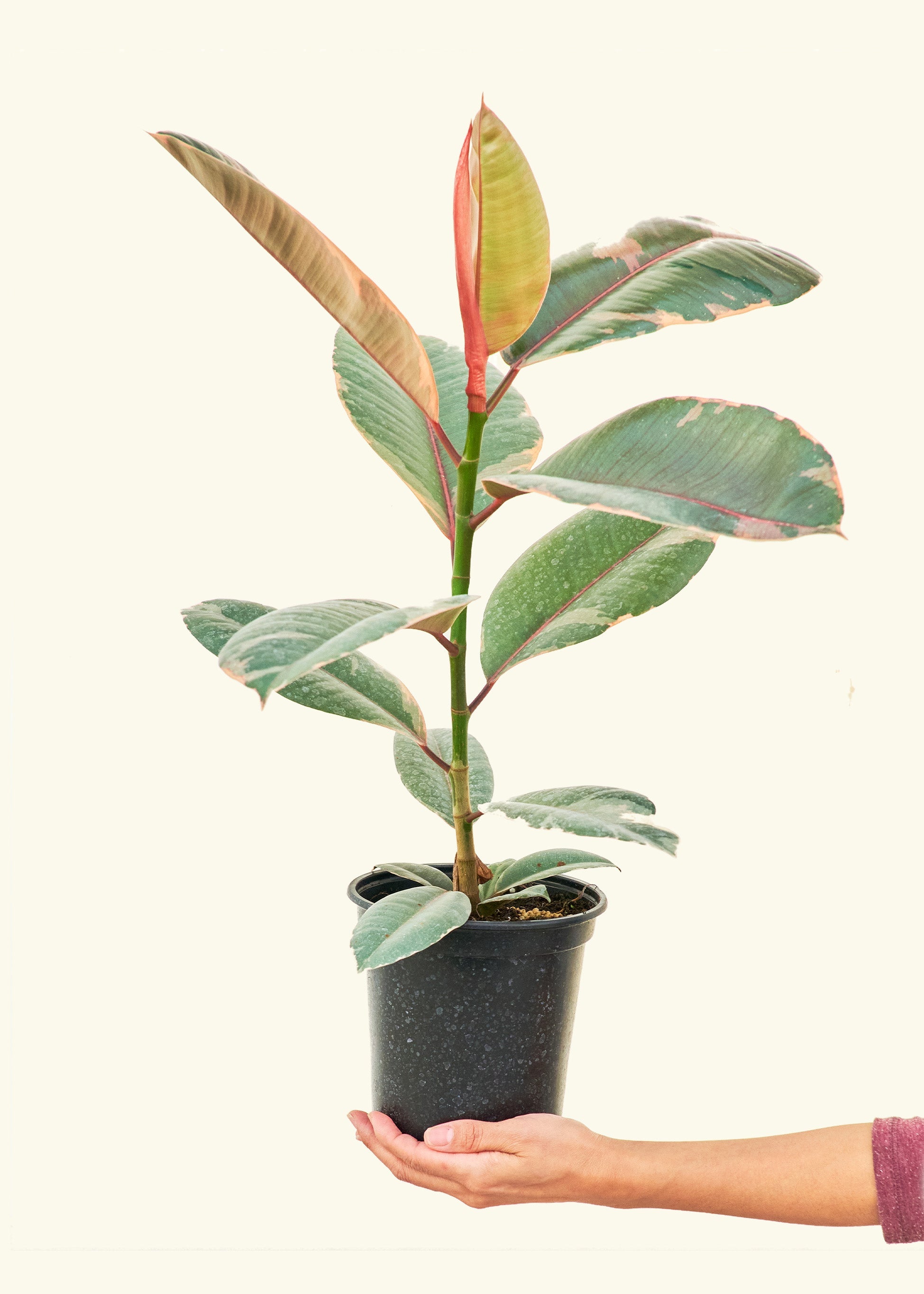 Medium Ruby Rubber Tree (Ficus elastica 'Ruby') – Rooted
