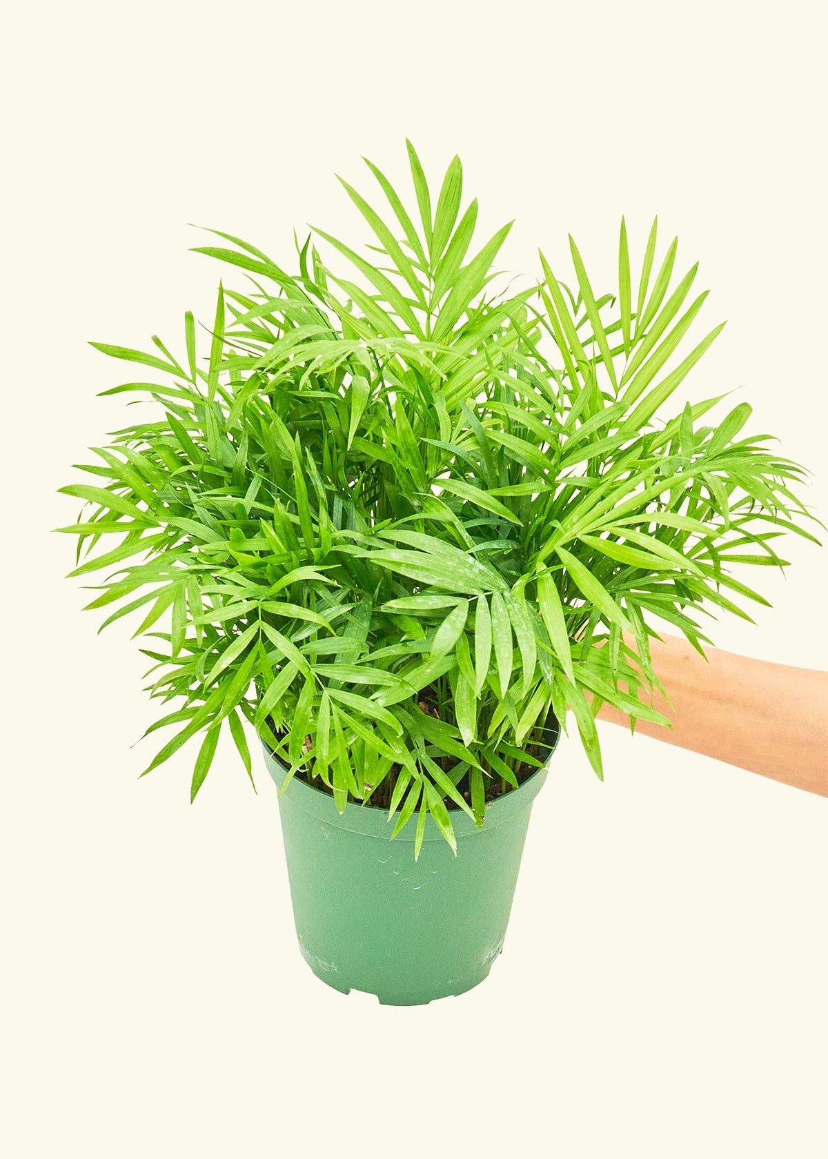 Medium Parlor Palm (Chamaedorea elegans) – Hey Rooted